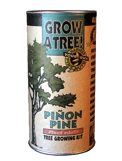 Pinon Pine Grow a Tree Kit | Upland Road - Eco-Boutique – Upland Road ...